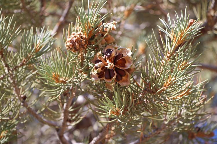 pinon tree coloring pages