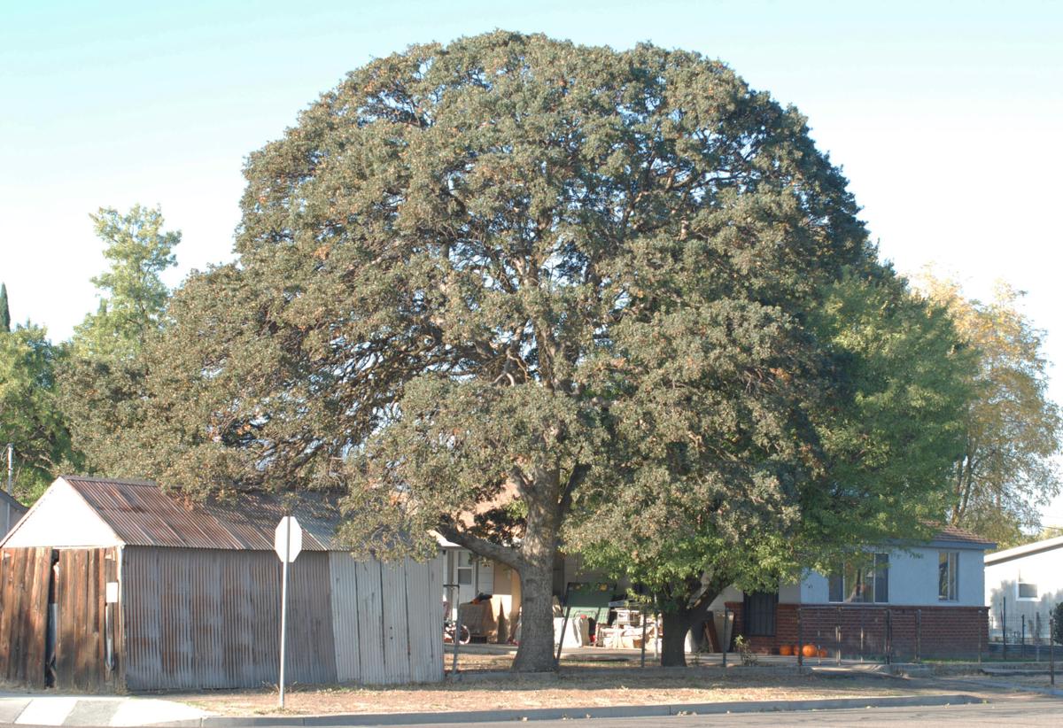 Ursua Blue Oak: The last tree standing | Lifestyle | tehachapinews.com