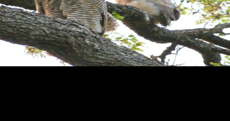 Natural Sightings: The earliest raptors to nest | Lifestyle ...