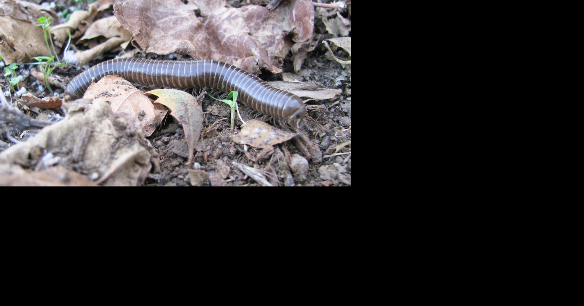 Pen in Hand: Millipedes: the oldest land creatures on Earth are still ...