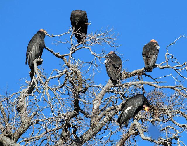 Pen in Hand: A gathering of giants, the California Condors | Lifestyle ...