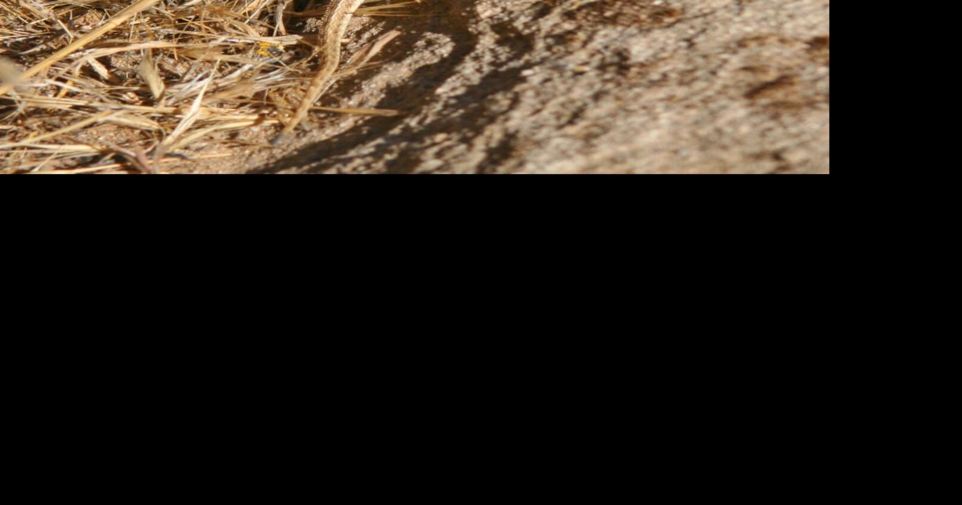 Natural Sightings: Small but successful lizard | Lifestyle ...