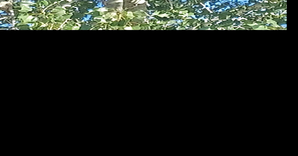 Natural Sightings: Trees aren’t just for birds | Lifestyle ...