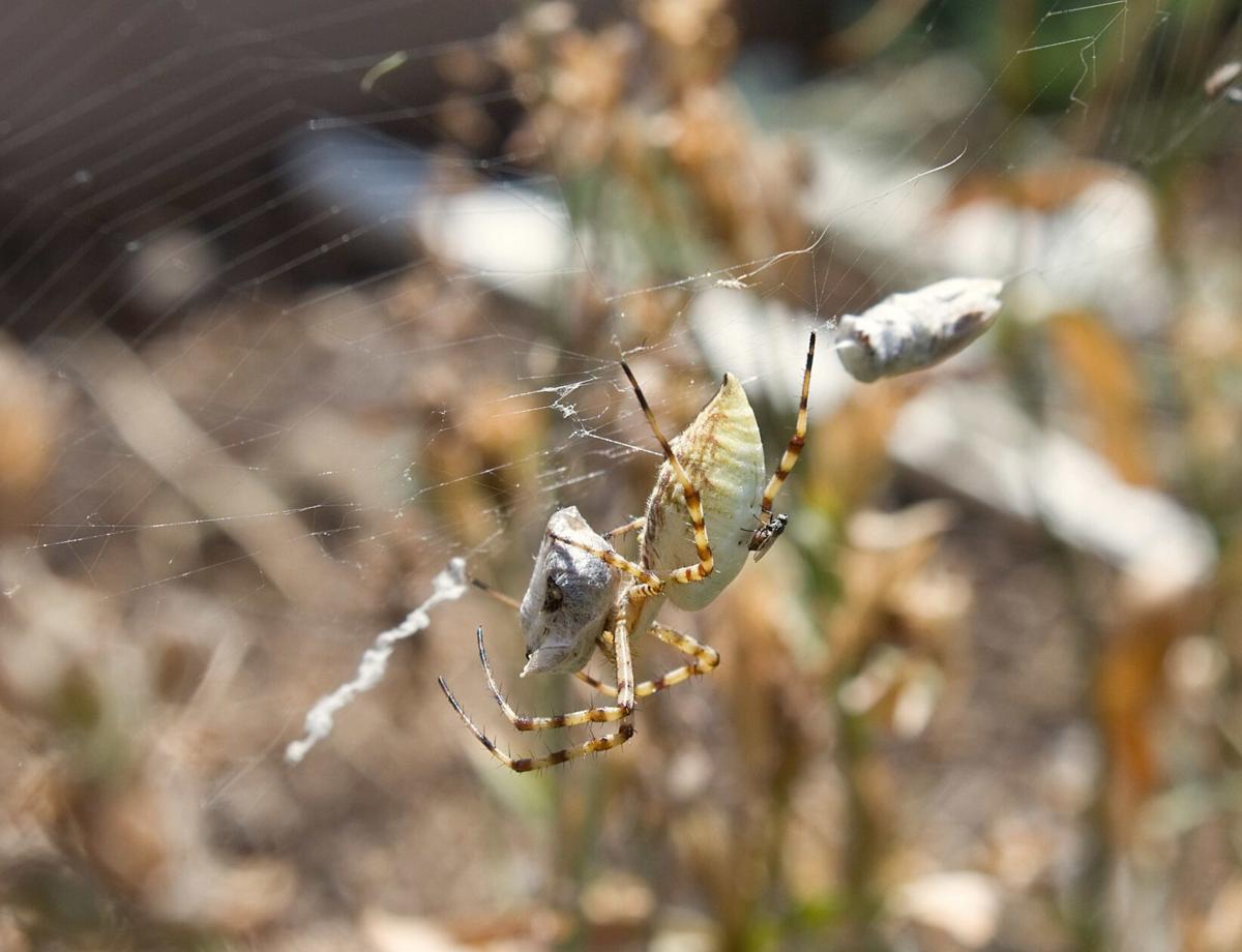 Natural Sightings: Orb Spinners: master weavers of the arachnid world ...