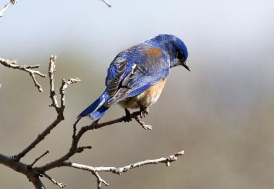 Natural Sightings: A Tehachapi Bluebird of Happiness | Lifestyle ...