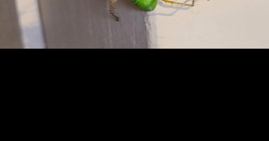 Natural Sightings: A spider cloaked in green | Lifestyle ...