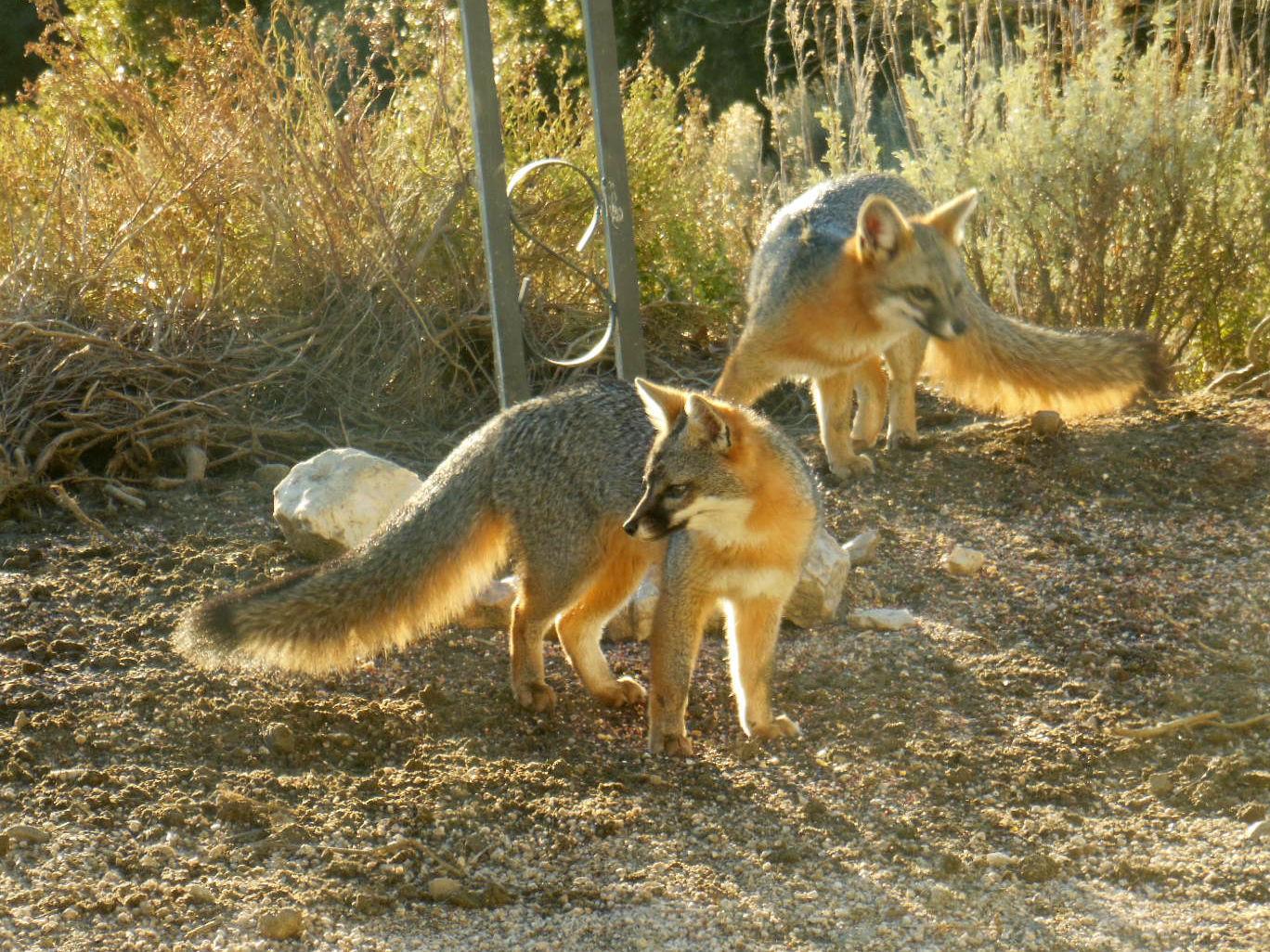 desert gray fox