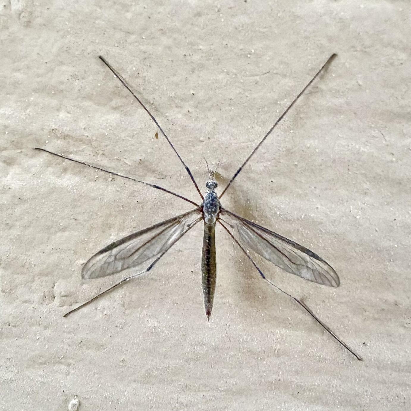 skeeter eater real name