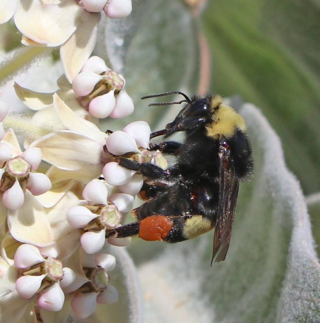 bumblebee insect can fly