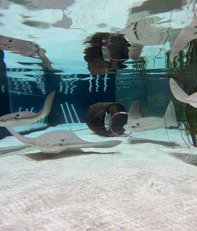 Dubuque museum welcomes new stingrays, exhibit to reopen for viewing ...