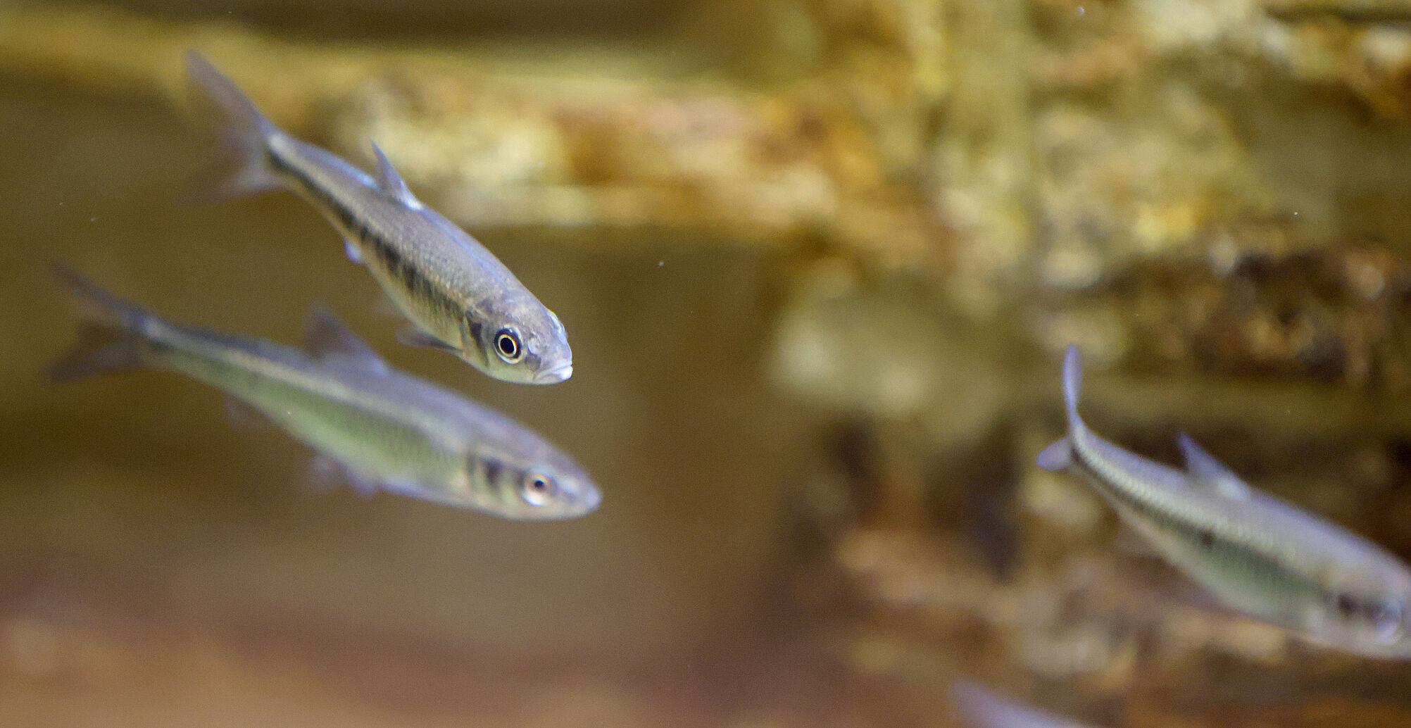 Museum creature feature: A menu item in the wild, small fish relishes ...