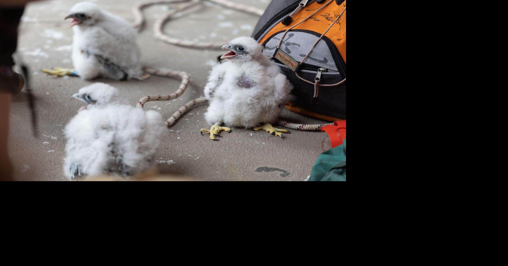 Peregrine falcon monitoring in Iowa remains relevant due to threat of ...