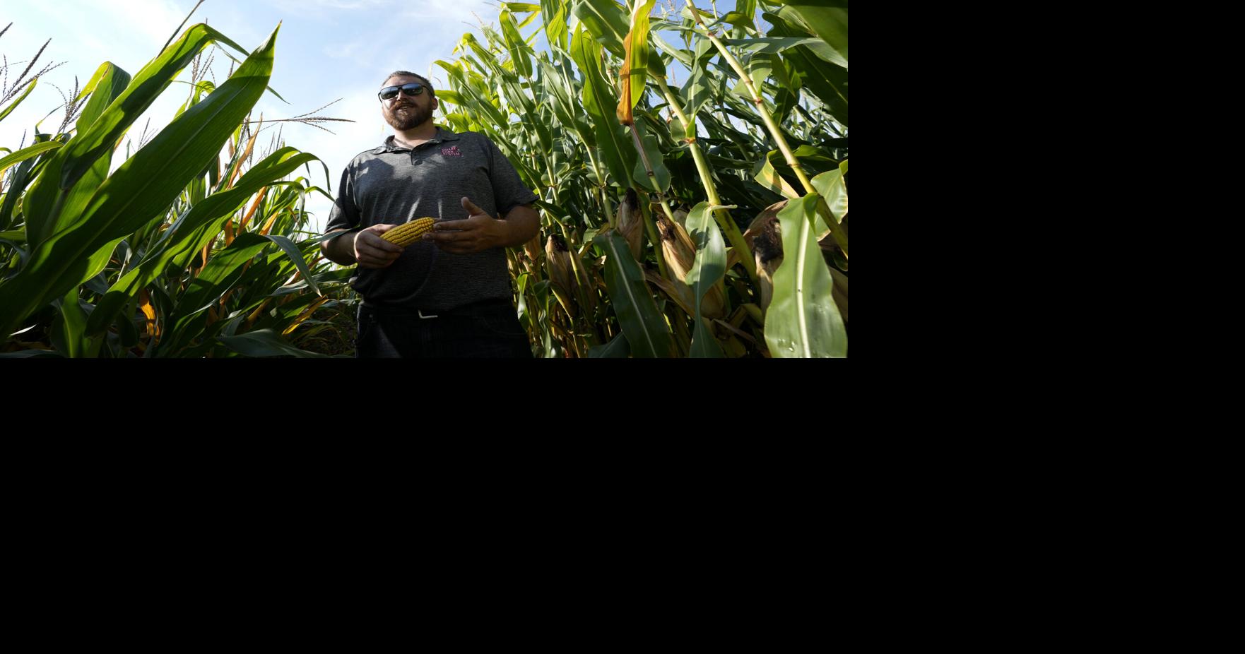 'Short corn' could replace towering cornfields steamrolled by a ...