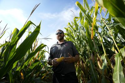 'Short corn' could replace towering cornfields steamrolled by a ...