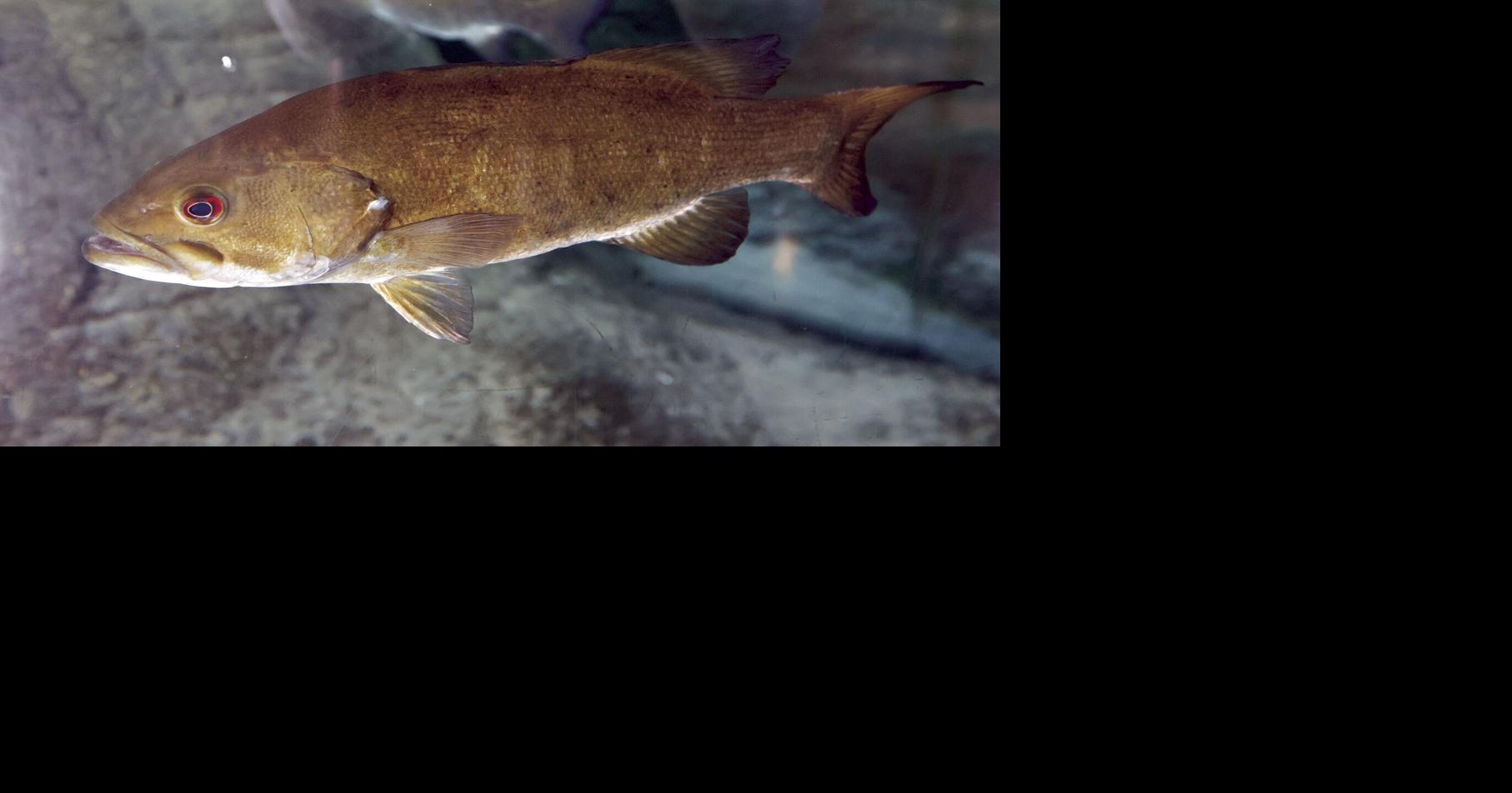 Museum creature: Common fish develops from prey to predator as it grows ...