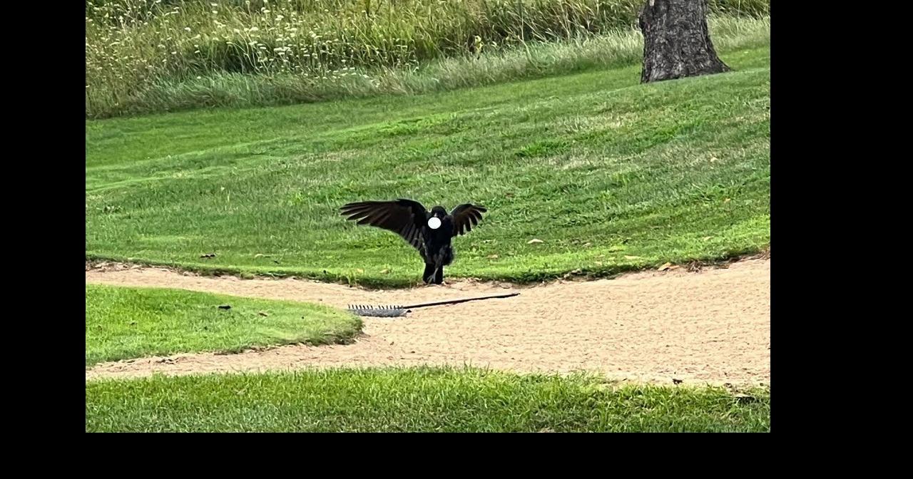 VIDEO: Crow flies away with golfer's ball in Galena | Tri-state News ...