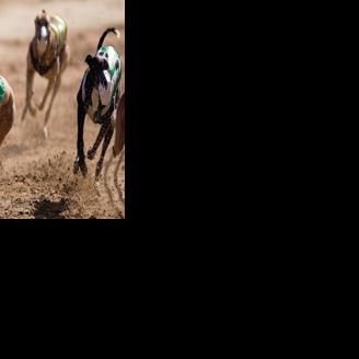 City: Greyhound racing can go | Tri-state News | telegraphherald.com
