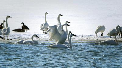 Trumpeter swan population slowly rising in Iowa | Iowa-Illinois ...