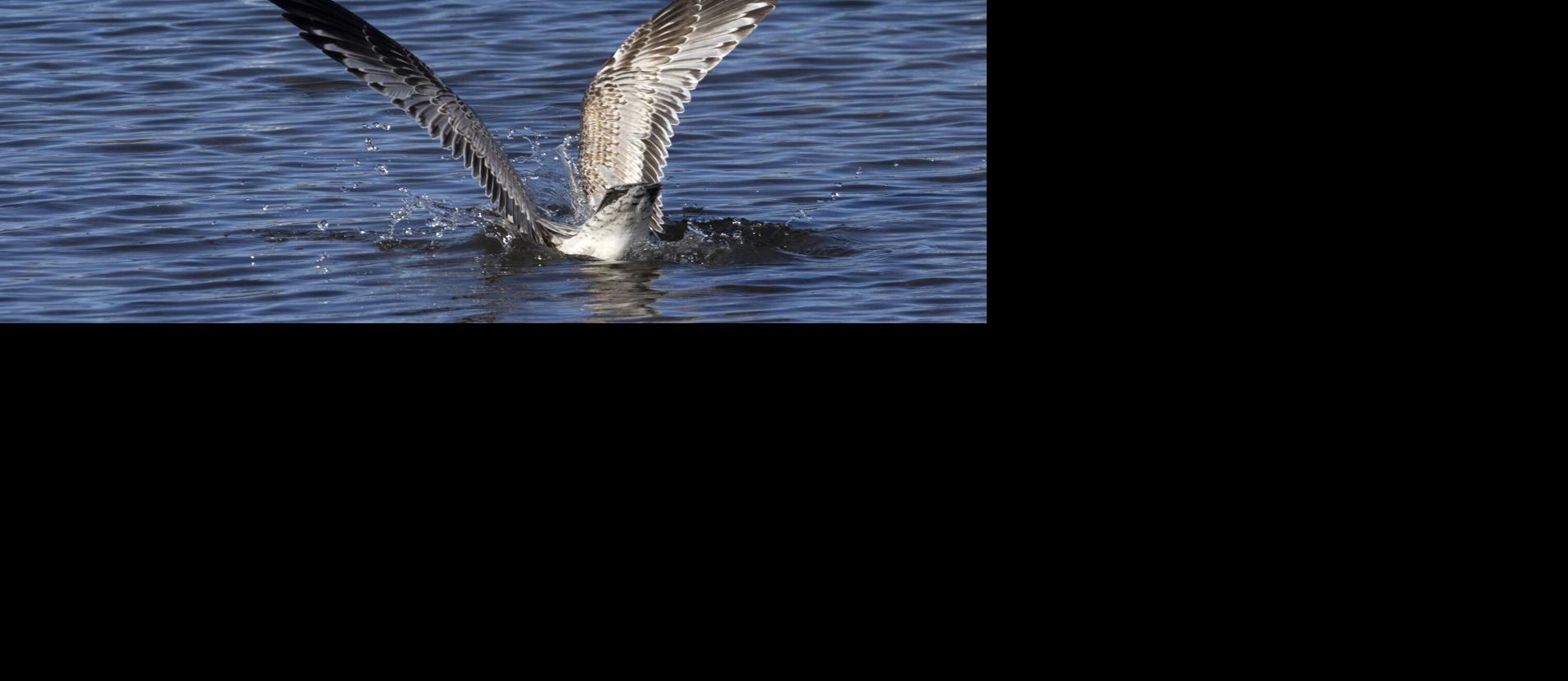 Splashdown | Upload Photos | telegraphherald.com