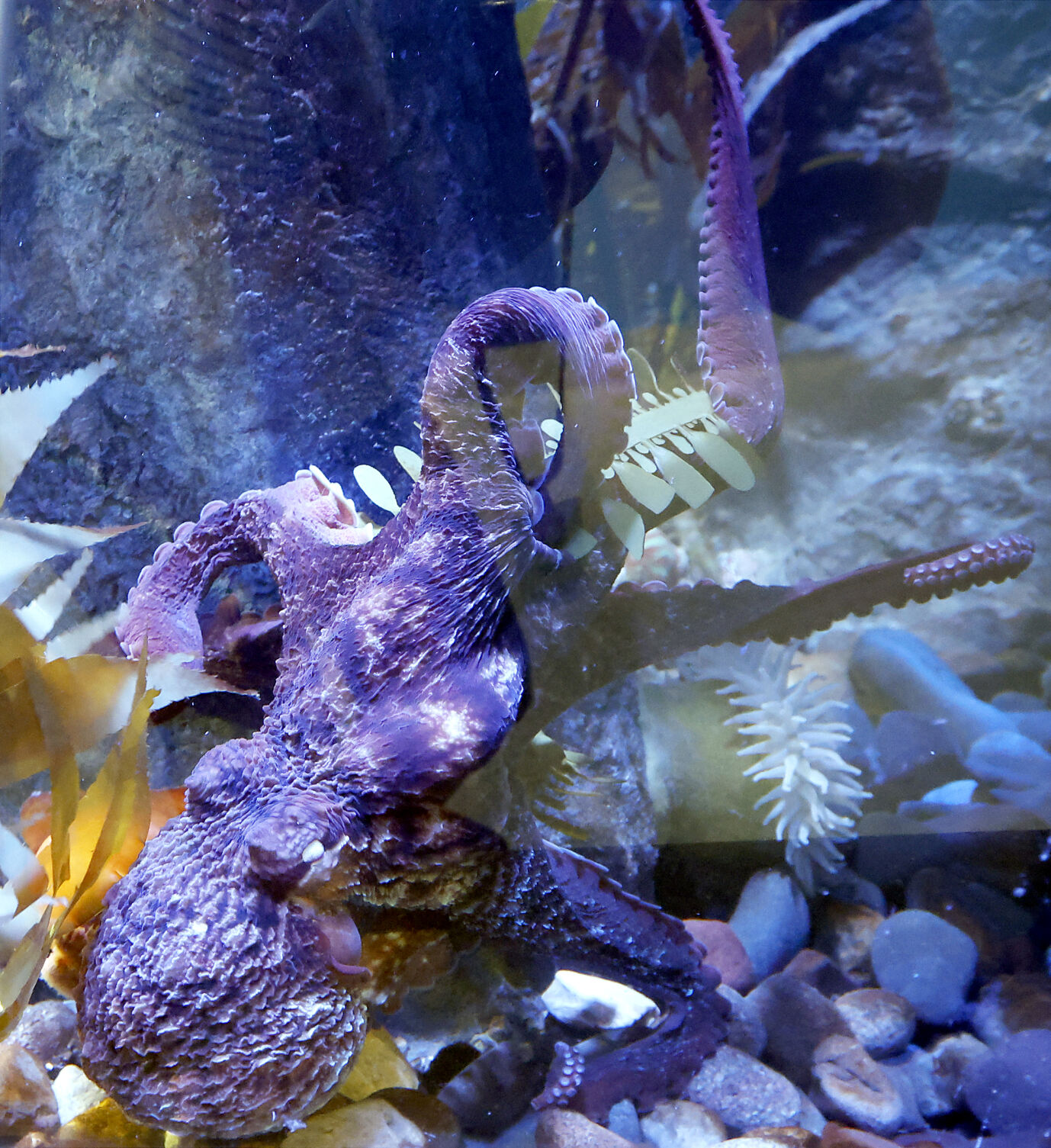 Dubuque museum adds hands-on octopus encounters | Tri-state News ...