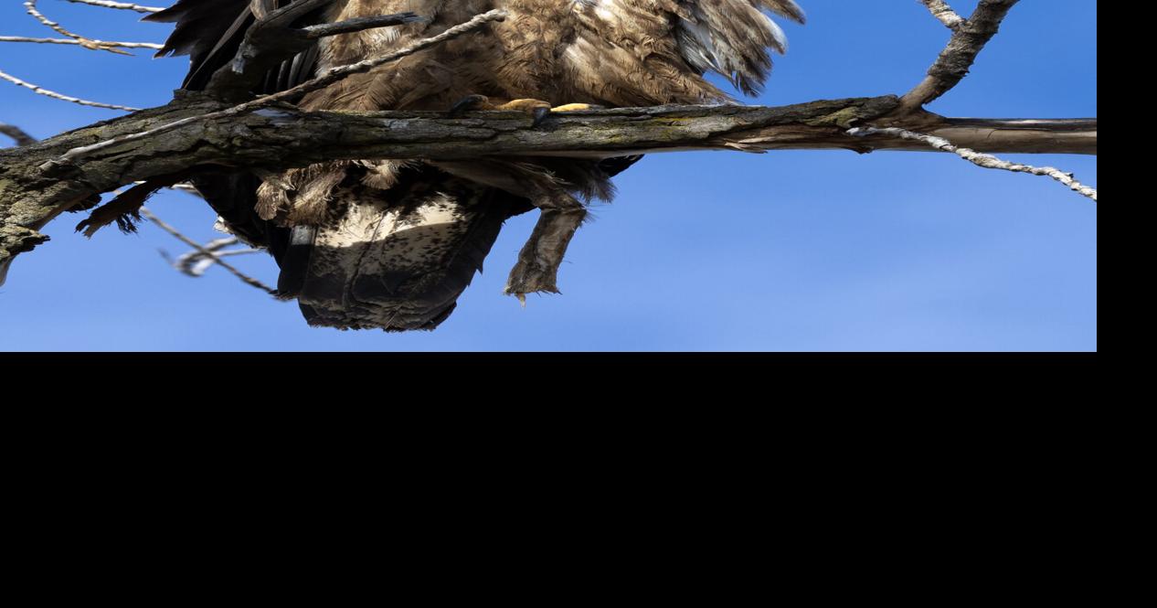 Young Eagle | Tri-state News | telegraphherald.com