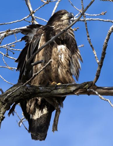 Young Eagle | Tri-state News | telegraphherald.com