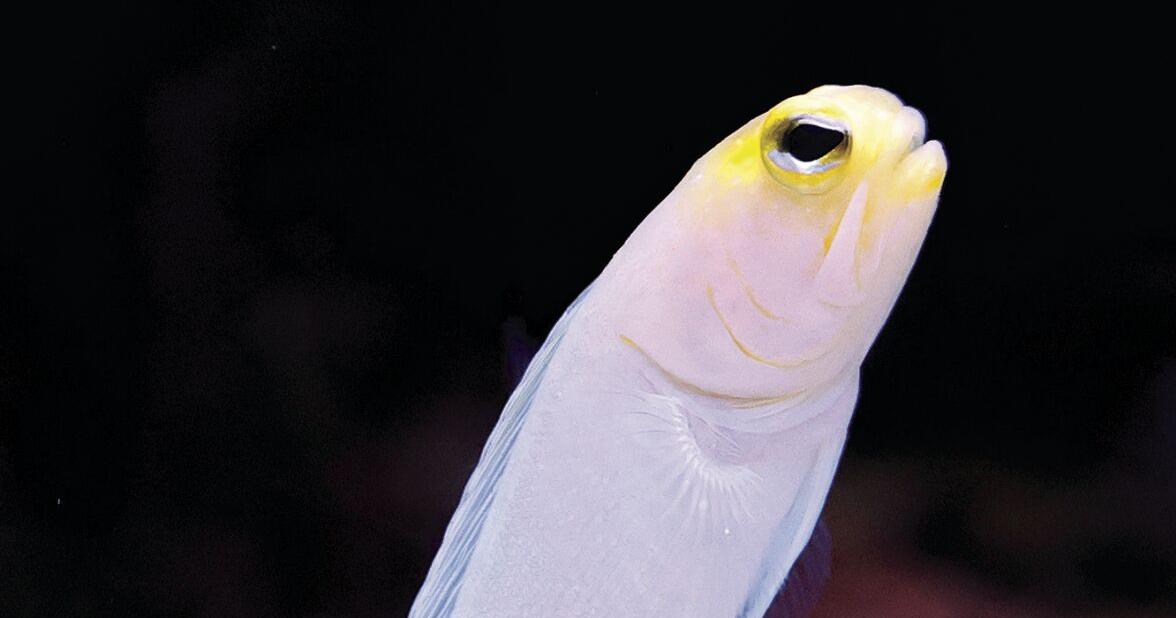 Museum creature feature: Spitting sand, fish spend all day 'making ...