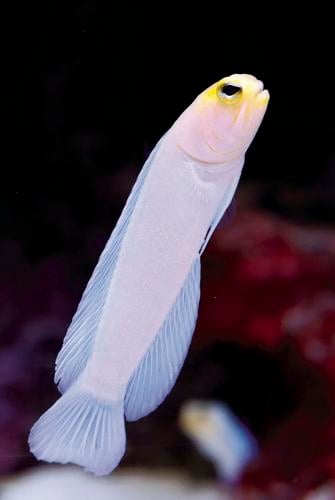 Museum creature feature: Spitting sand, fish spend all day 'making ...