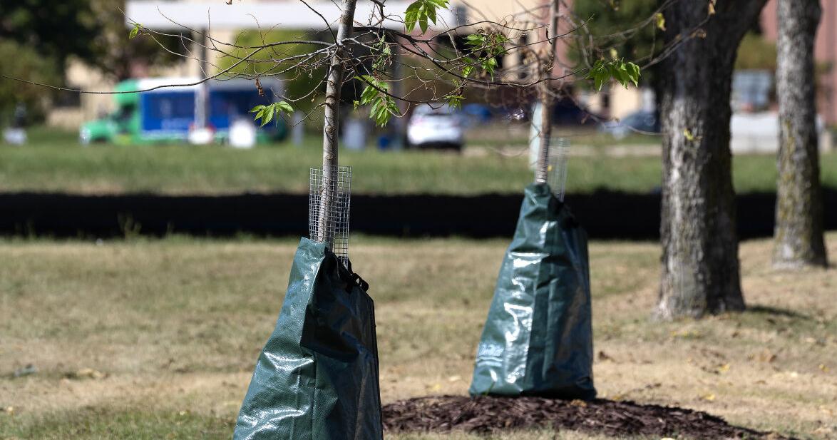 Dubuque tree-planting initiative underway this fall | Tri-state News ...