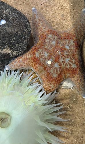 Museum creature feature: 'Kind of squishy' tank dweller available to ...