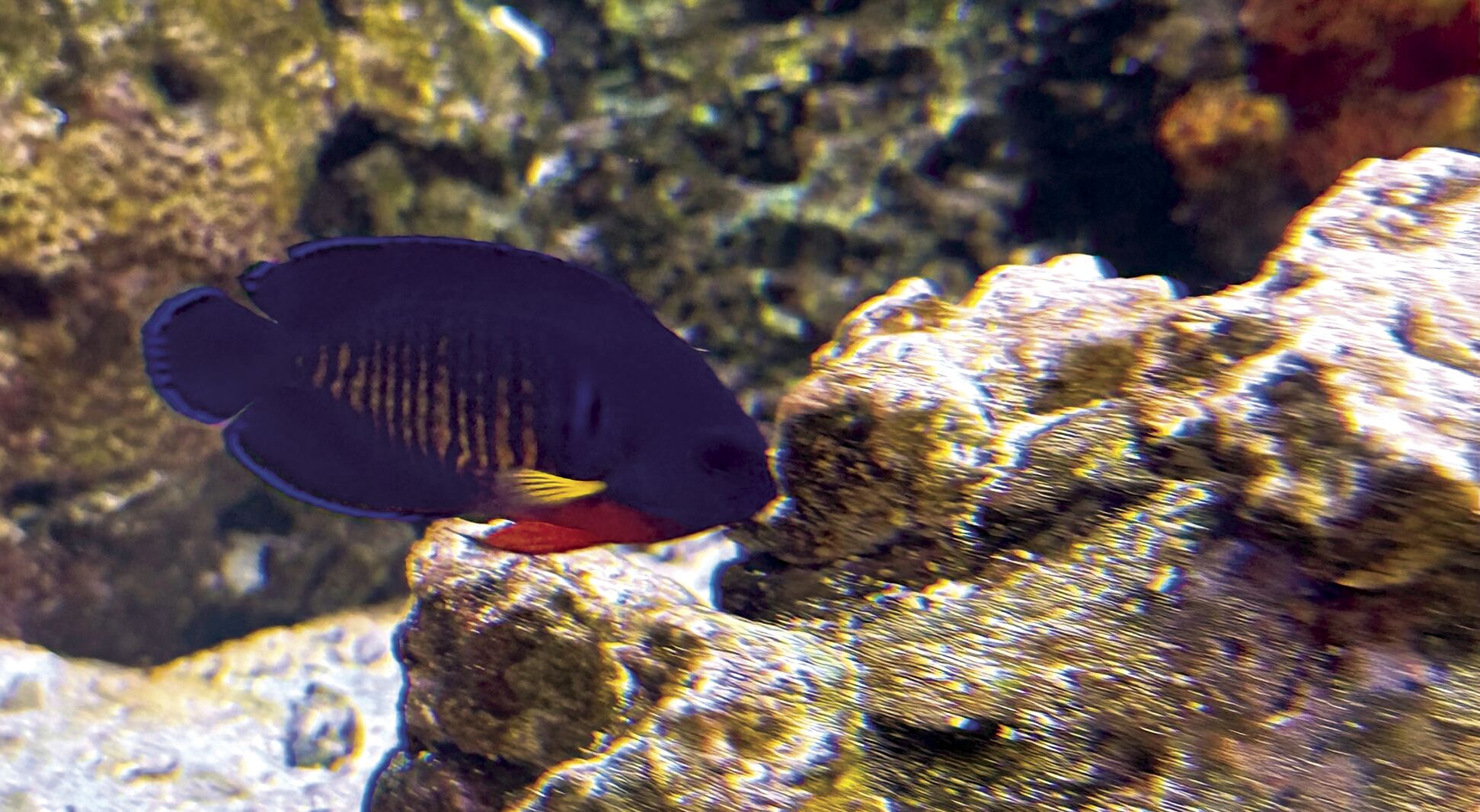 Museum creature: Colorful fish darts around tank, eludes photographers ...