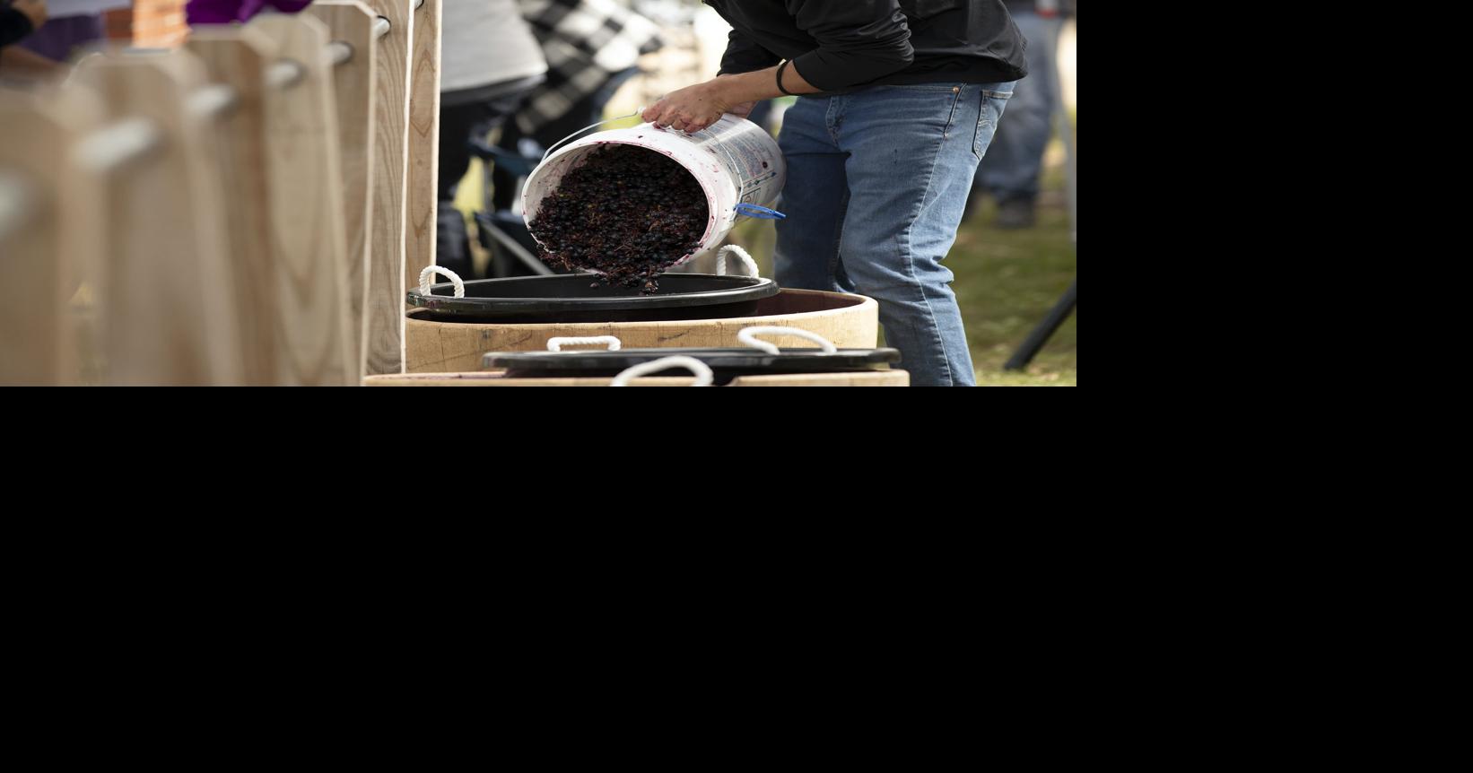 Stompers smash grapes at Galena Cellars Vineyard harvest festival | Tri ...