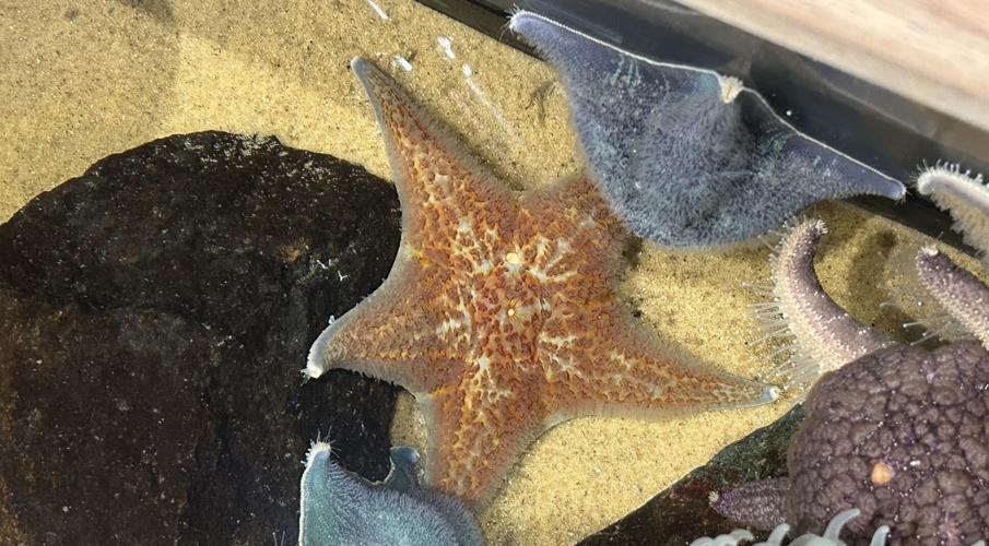 Museum creature feature: 'Kind of squishy' tank dweller available to ...