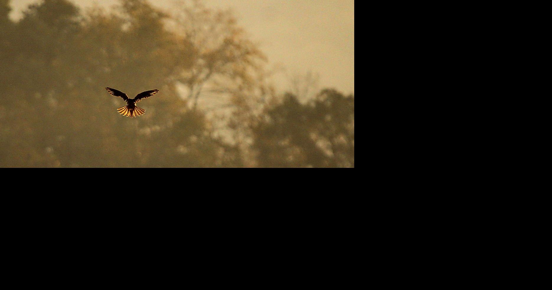 Predator's pursuit | Upload Photos | telegraphherald.com