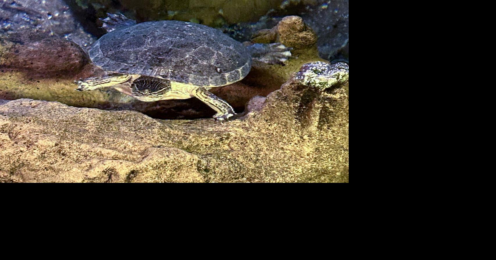 Museum creature feature: Uniquely named turtle prefers top perch in ...