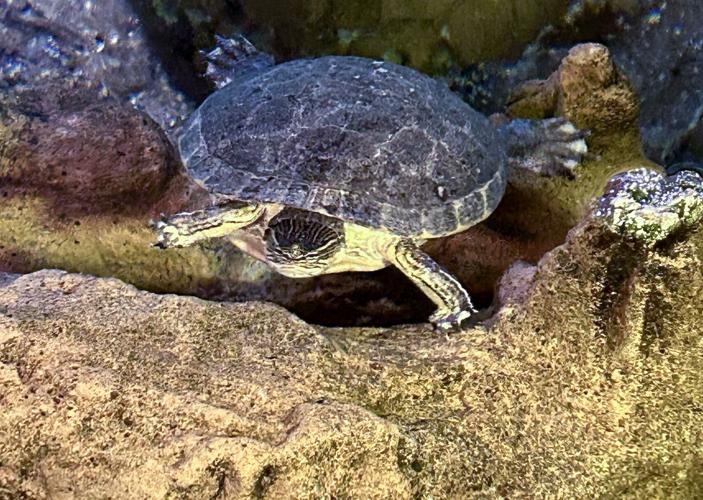 Museum creature feature: Uniquely named turtle prefers top perch in ...