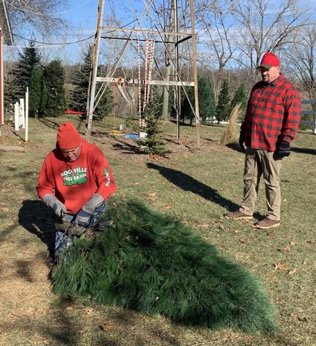 'Favorite time of the year' as families select Christmas trees at farm ...