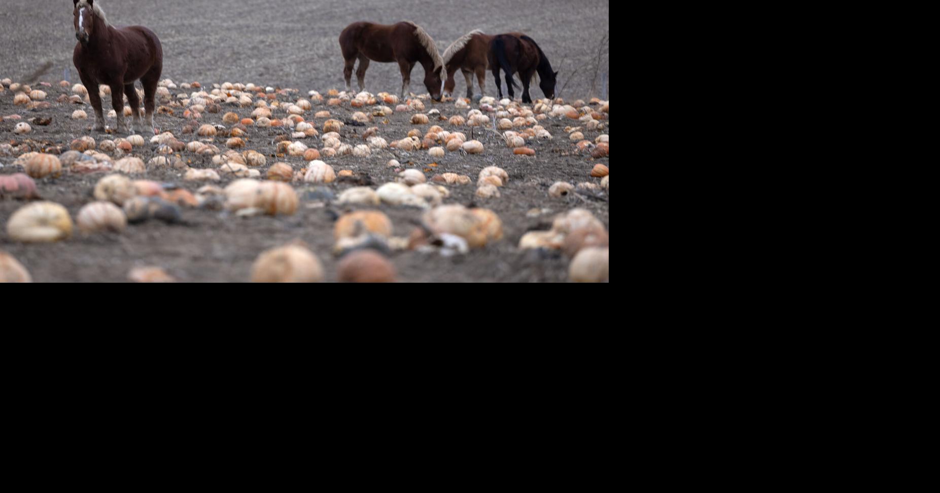 Pumpkin batch | Tri-state News | telegraphherald.com