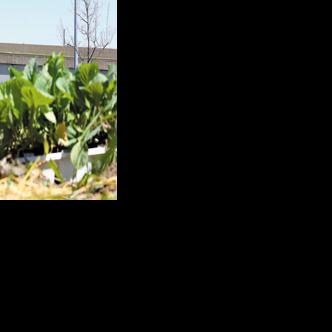 Dubuque Rescue Mission raises a garden, reaps the rewards | Features ...