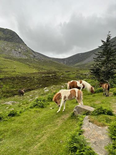 Irish ambassador program 'opened up a new world' to local resident ...