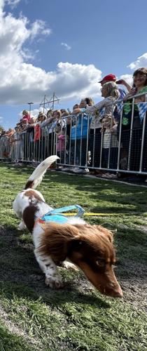 'Get set ... go' -- or don't: Dachshunds take varying routes during ...