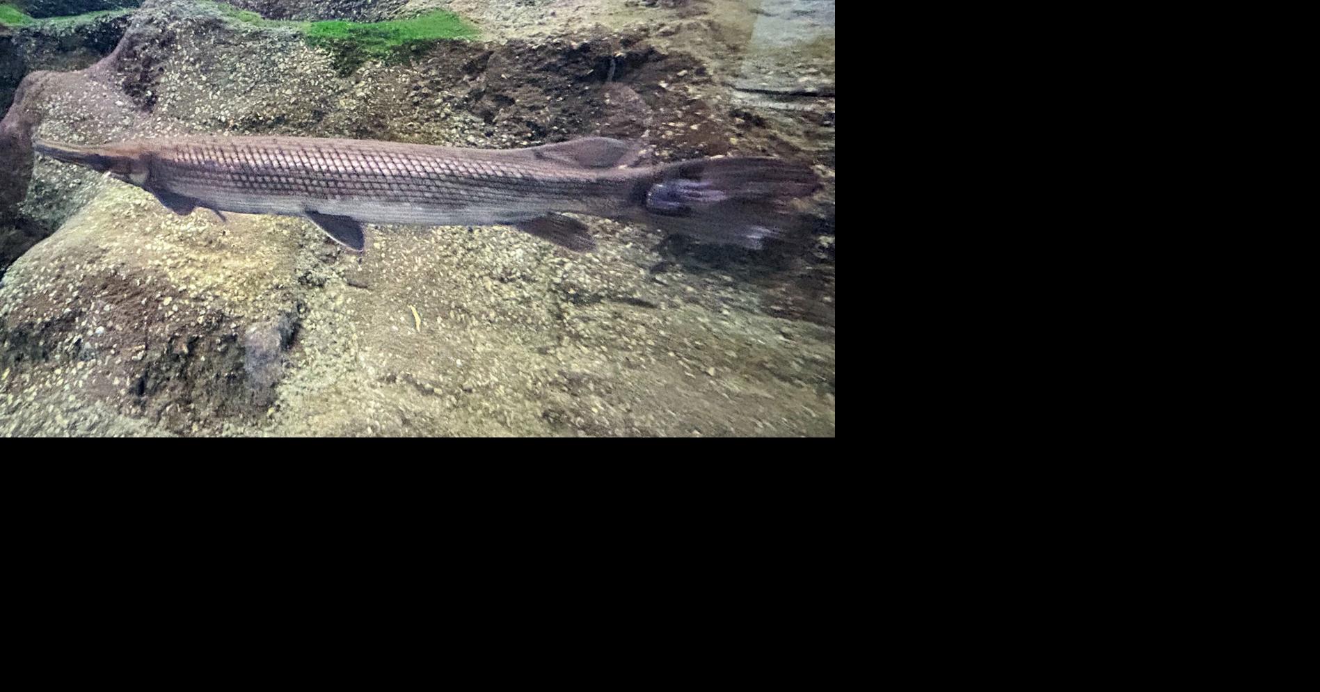 Museum creature feature: Primitive fish often mistaken for relatives ...