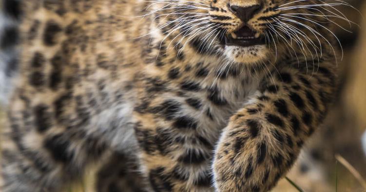 Rare leopard cubs born at Chicago zoo | Iowa-Illinois-Wisconsin ...