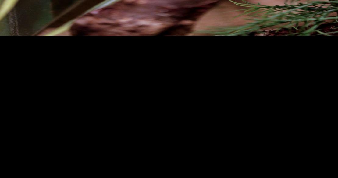 Museum creature feature: Giant geckos happy to hang around | Tri-state ...