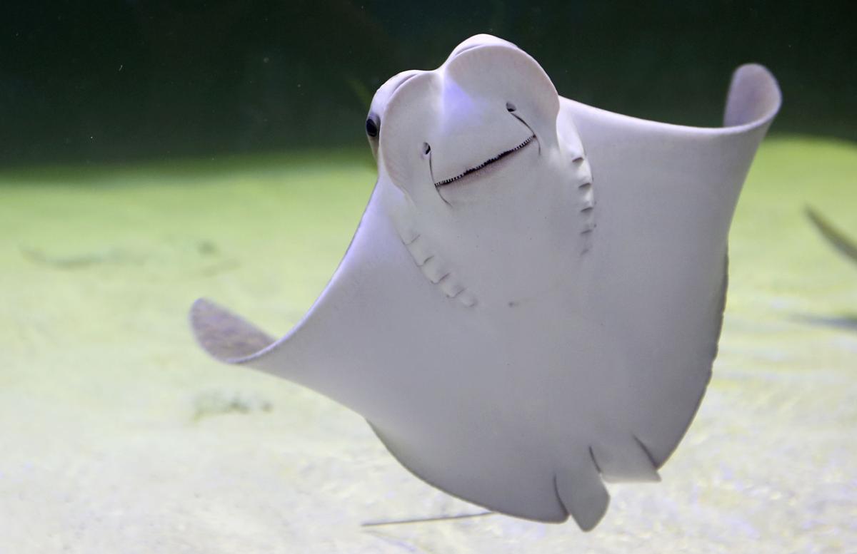 Dubuque river museum welcomes stingrays, jellyfish in new exhibit ...