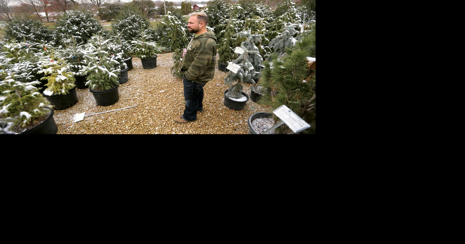 The business of Christmas: Local tree sellers see strong demand for ...