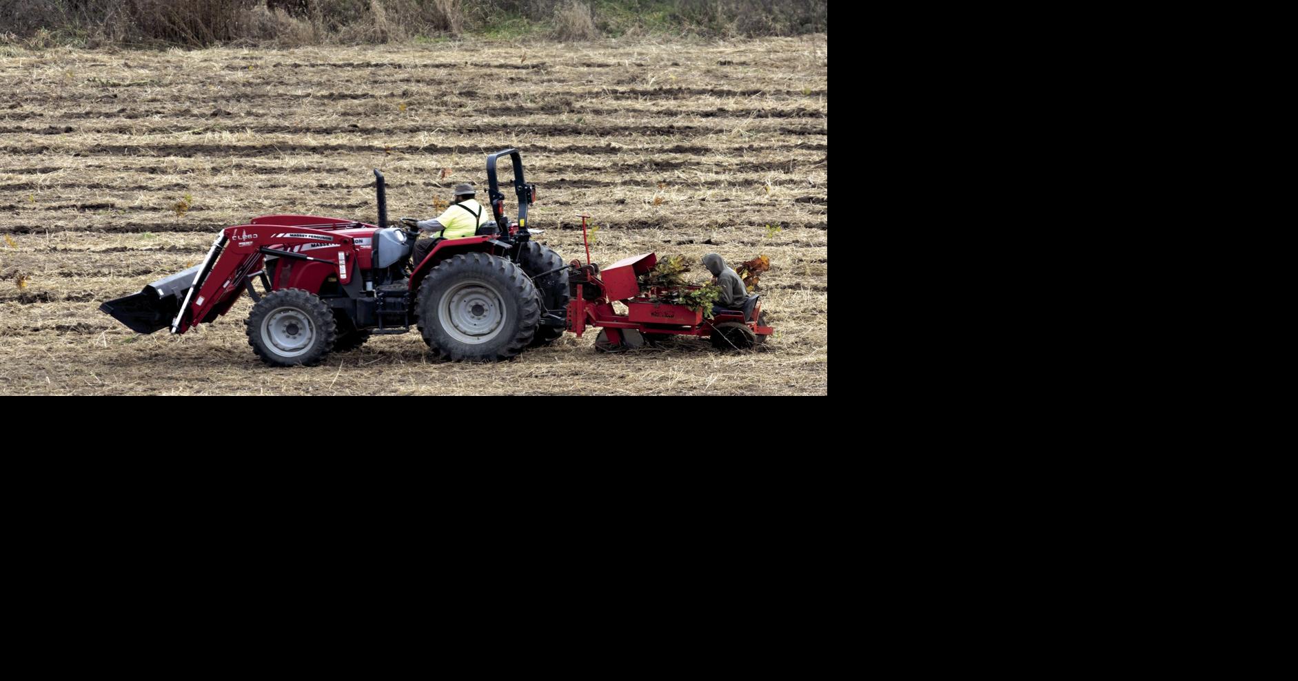 Land trust group finishes planting of first 'working buffer' farm in ...