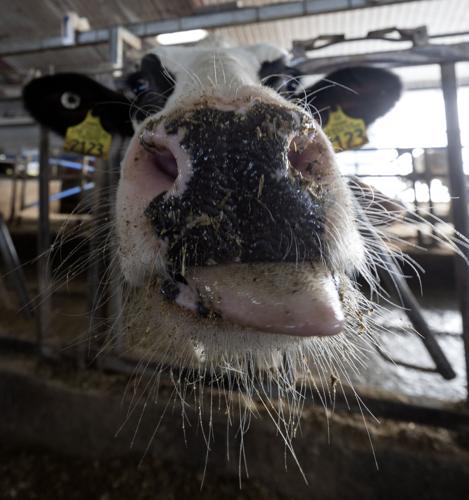 Cow Lick | Tri-state News | telegraphherald.com