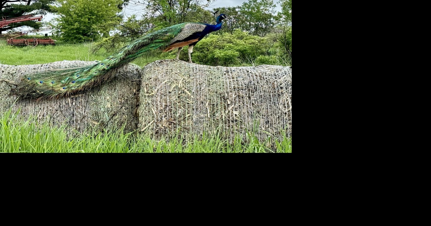 Sashay on hay | Upload Photos | telegraphherald.com