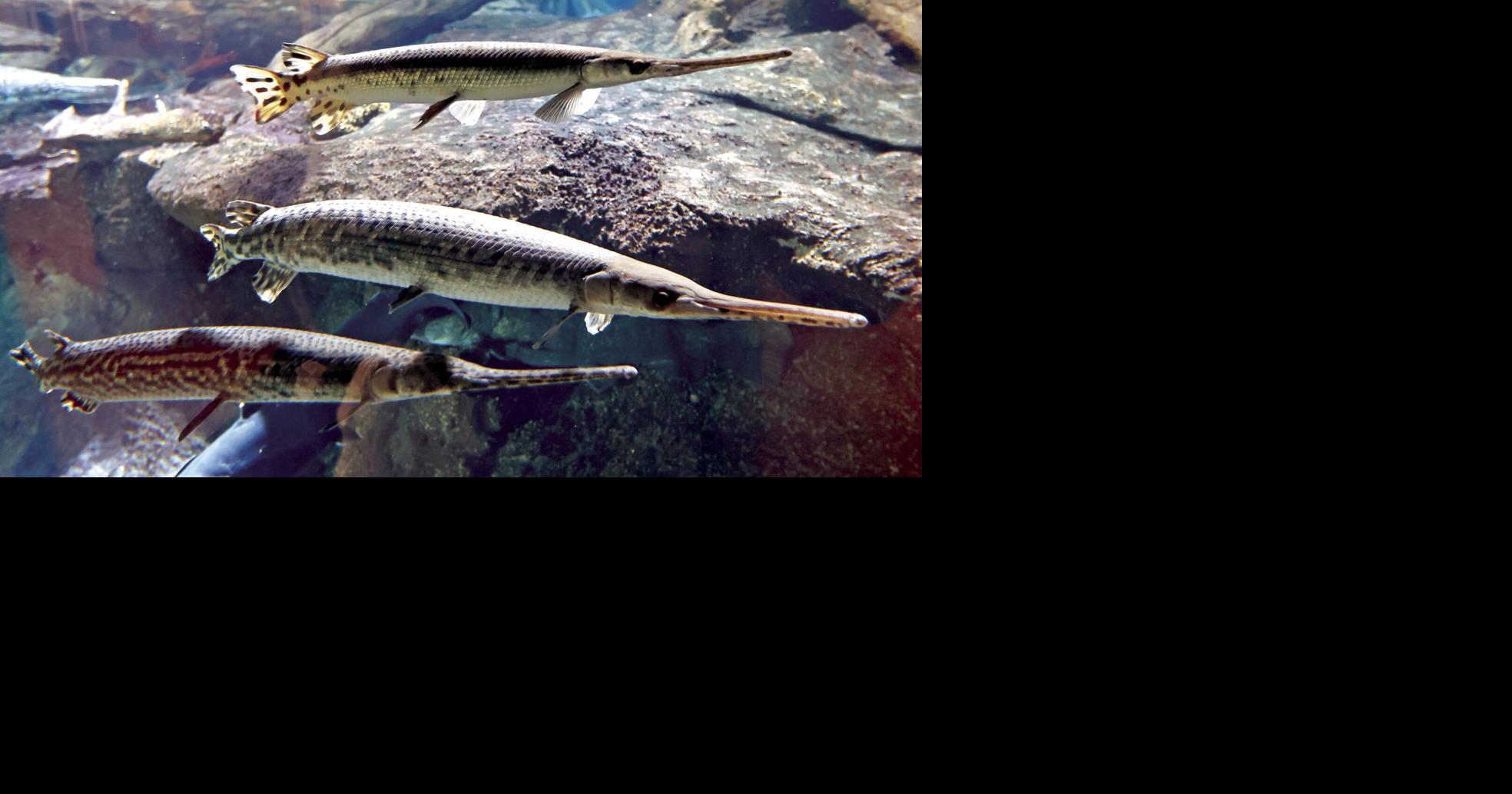 Museum creature feature: For longnose gar, 'food is their main thing ...